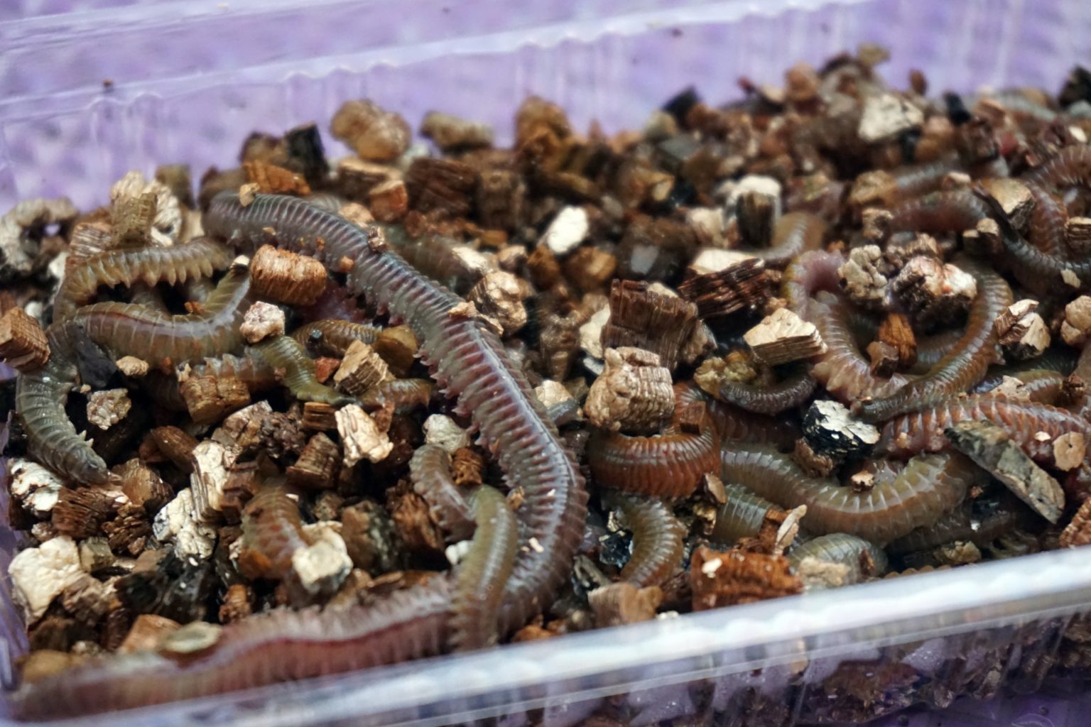 【海釣りの定番】イソメの付け方や仕掛け方のコツ、特徴などを徹底解説！ | 釣りラボマガジン