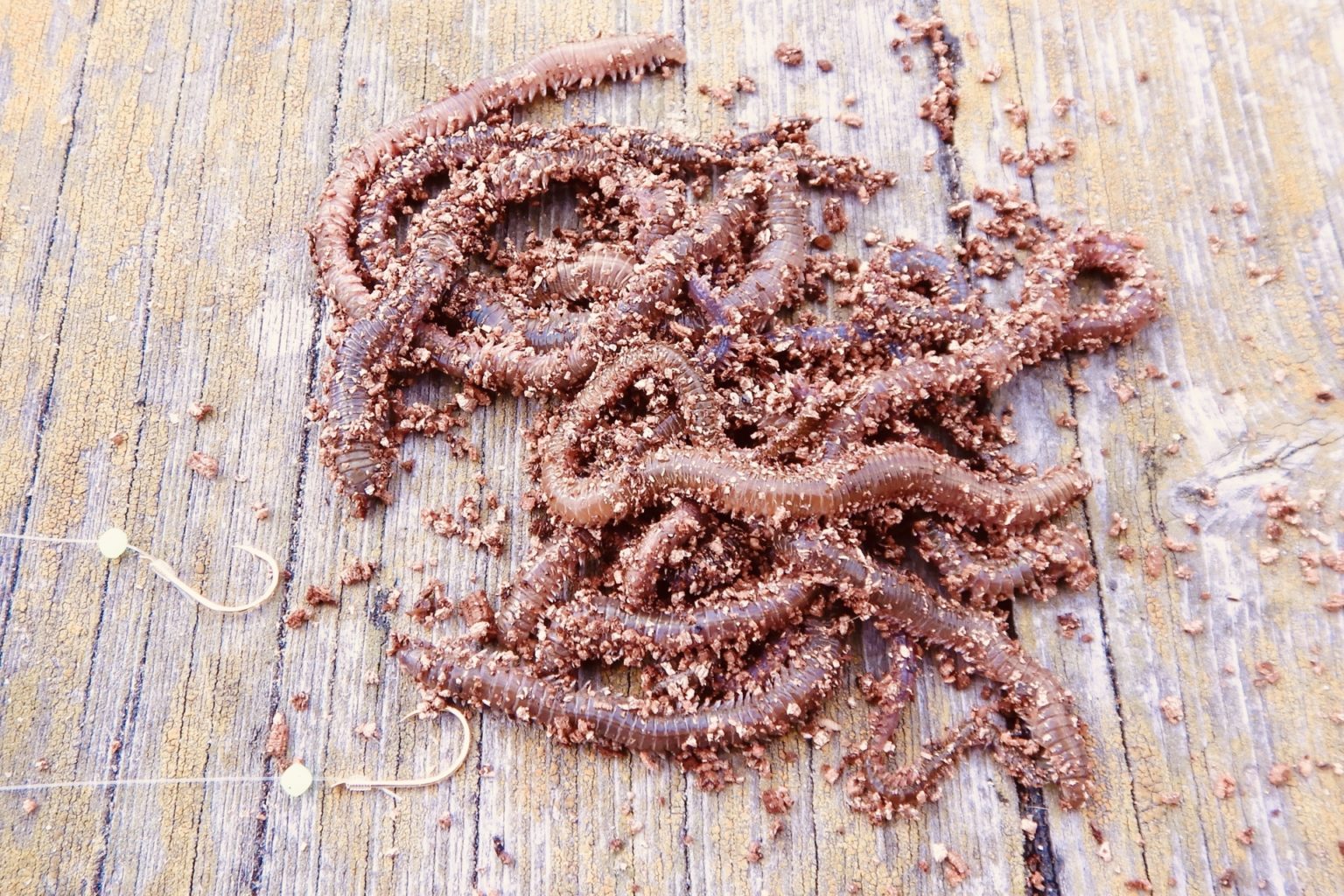 イソメの付け方の基本を徹底解説！釣果をあげる付け方のコツも紹介します | 釣りラボマガジン