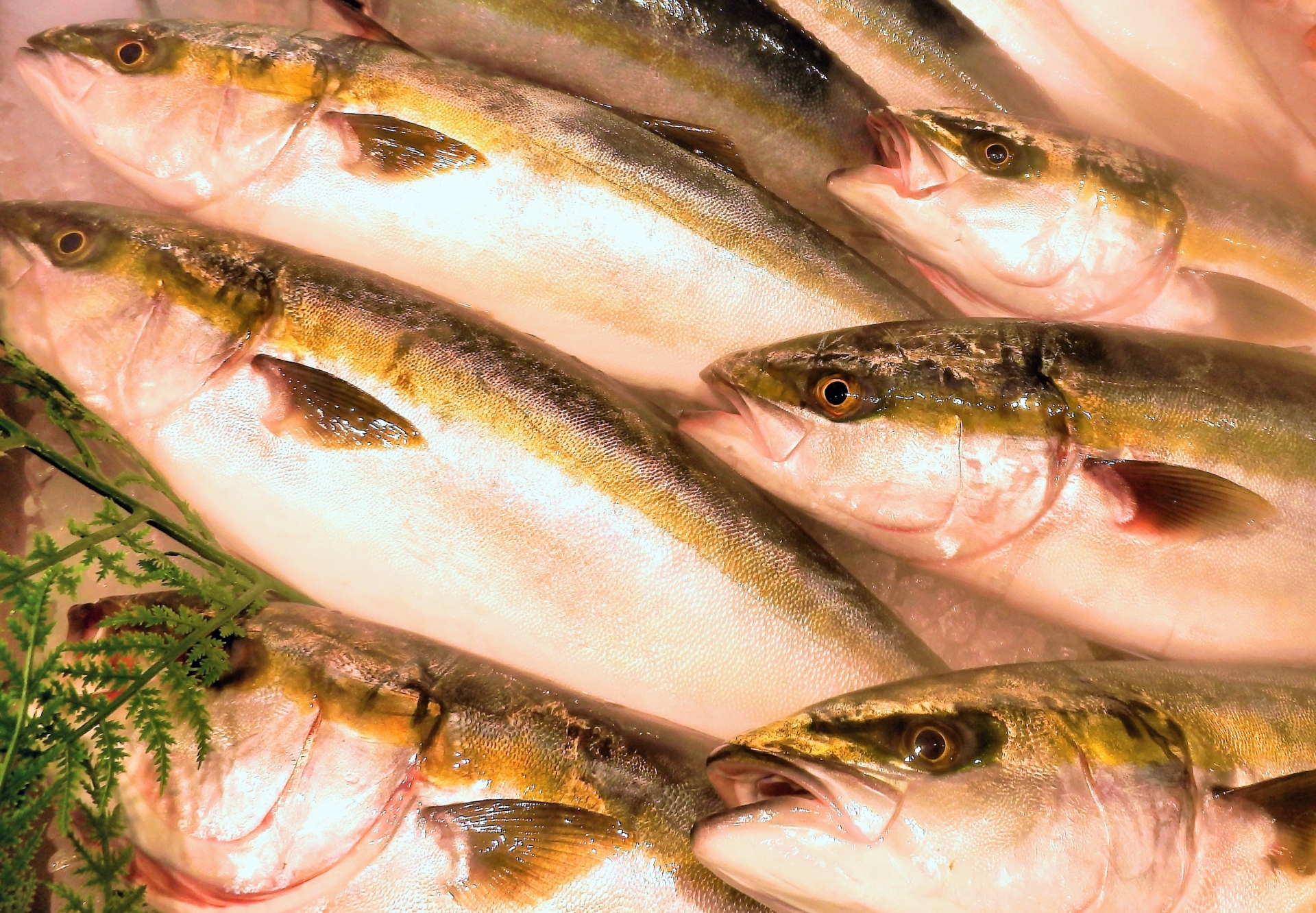 ツバスの釣り方3つを徹底解説！生態から釣りのポイントやタックル、食べ方まで | 釣りラボマガジン